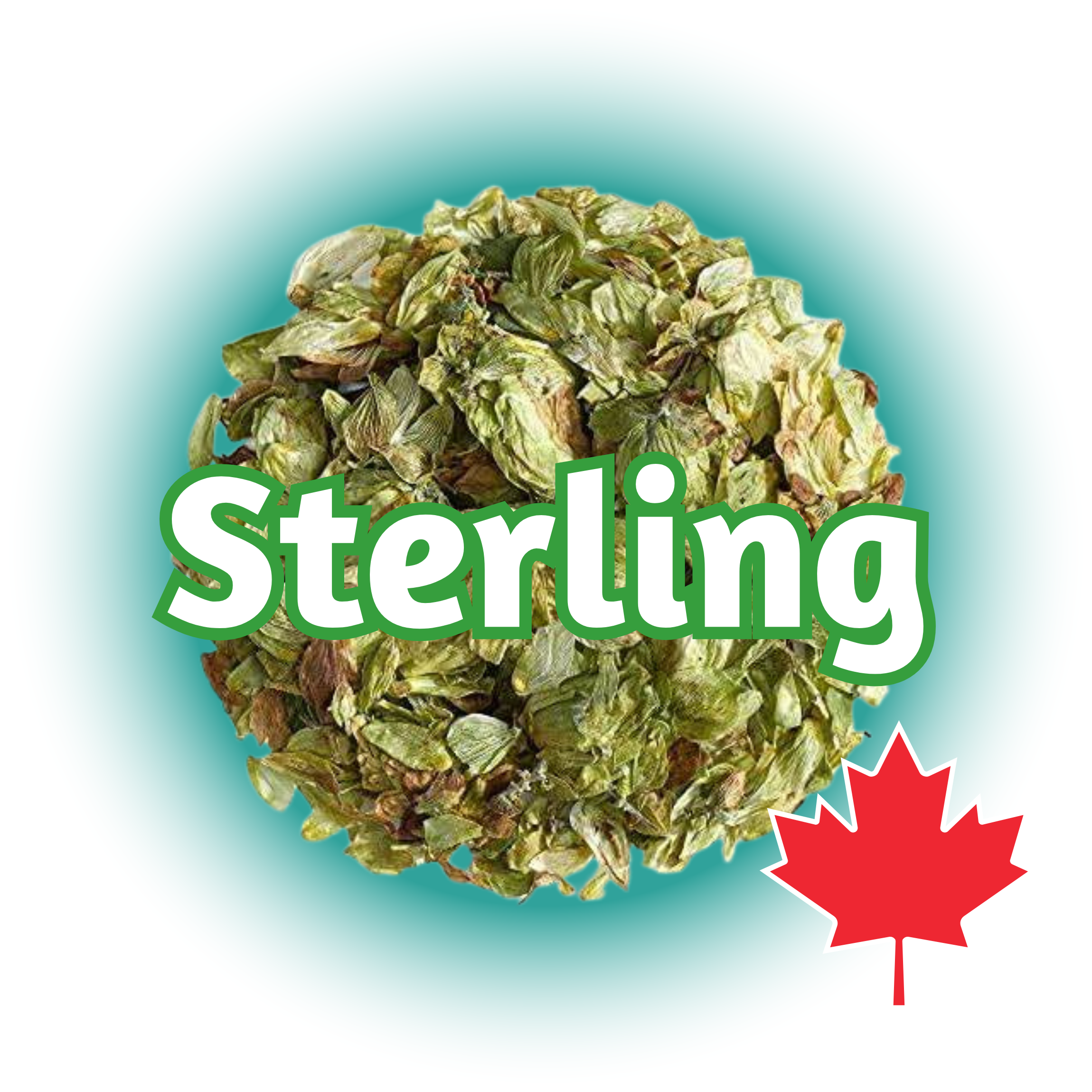 Canadian Grown Sterling Hops - Whole Cone - Topp's Hops